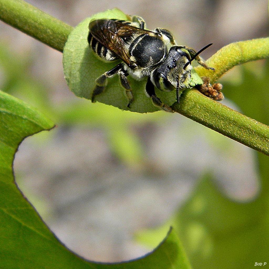 Leafcutter_Bee_(Megachile_sp.)_at_Work_(7519320658) - The Rock Pile ...