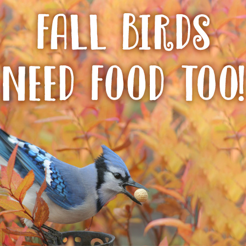 Fall Birds Need Food Too! - The Rock Pile Garden Center